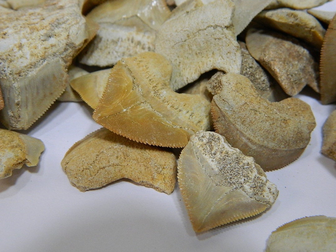 Ancient Fossilized Corax Shark Dinosaur Teeth - Shark Teeth Fossil ...