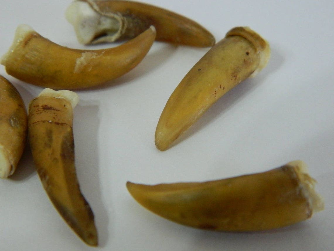 1 Large Alligator Snapping Turtle Claw Professionally Cleaned | Etsy