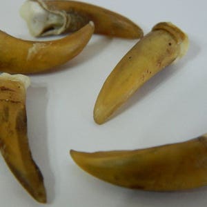 1 Large Alligator Snapping Turtle Claw Professionally Cleaned ...