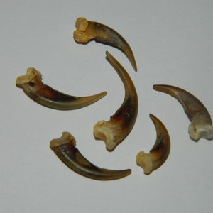1 L/XL Skunk Claw Professionally Cleaned Skunk Claws Jewelry Making ...