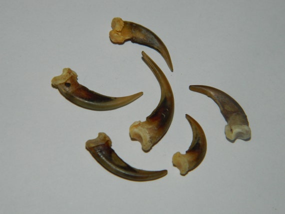 1 L/XL Skunk Claw Professionally Cleaned Skunk Claws | Etsy