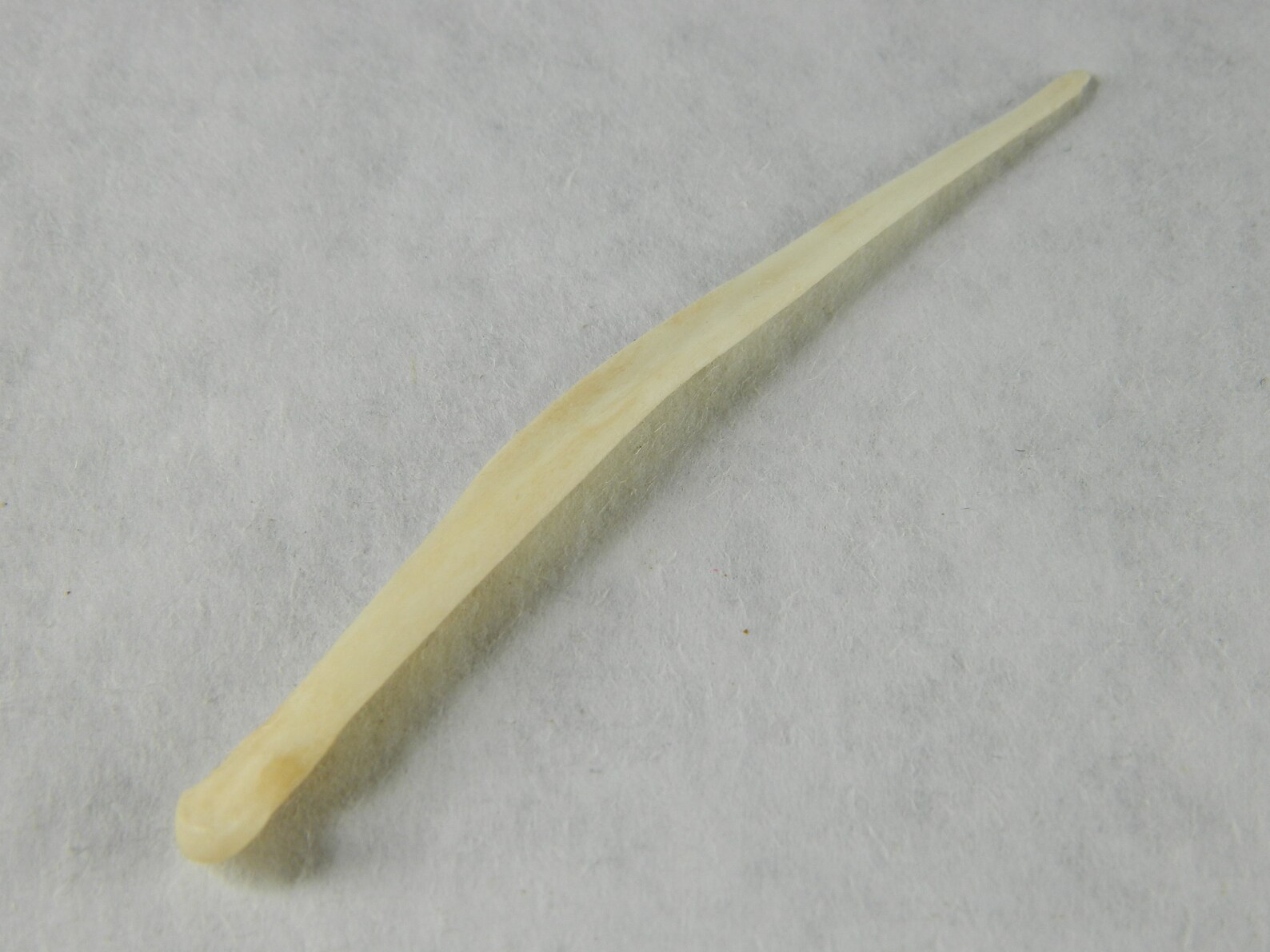 White Tail Deer Hock Bone Authentic American White Tail Deer - Etsy