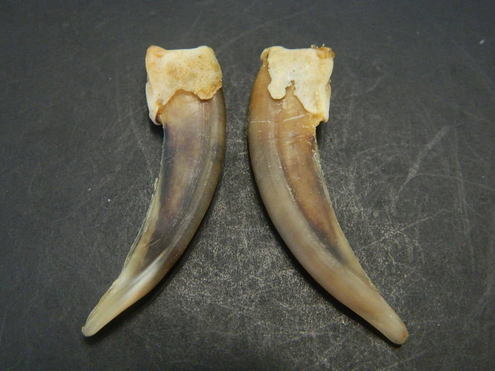 1 L/XL Badger Claw Taxidermist Professionally Cleaned Badger | Etsy