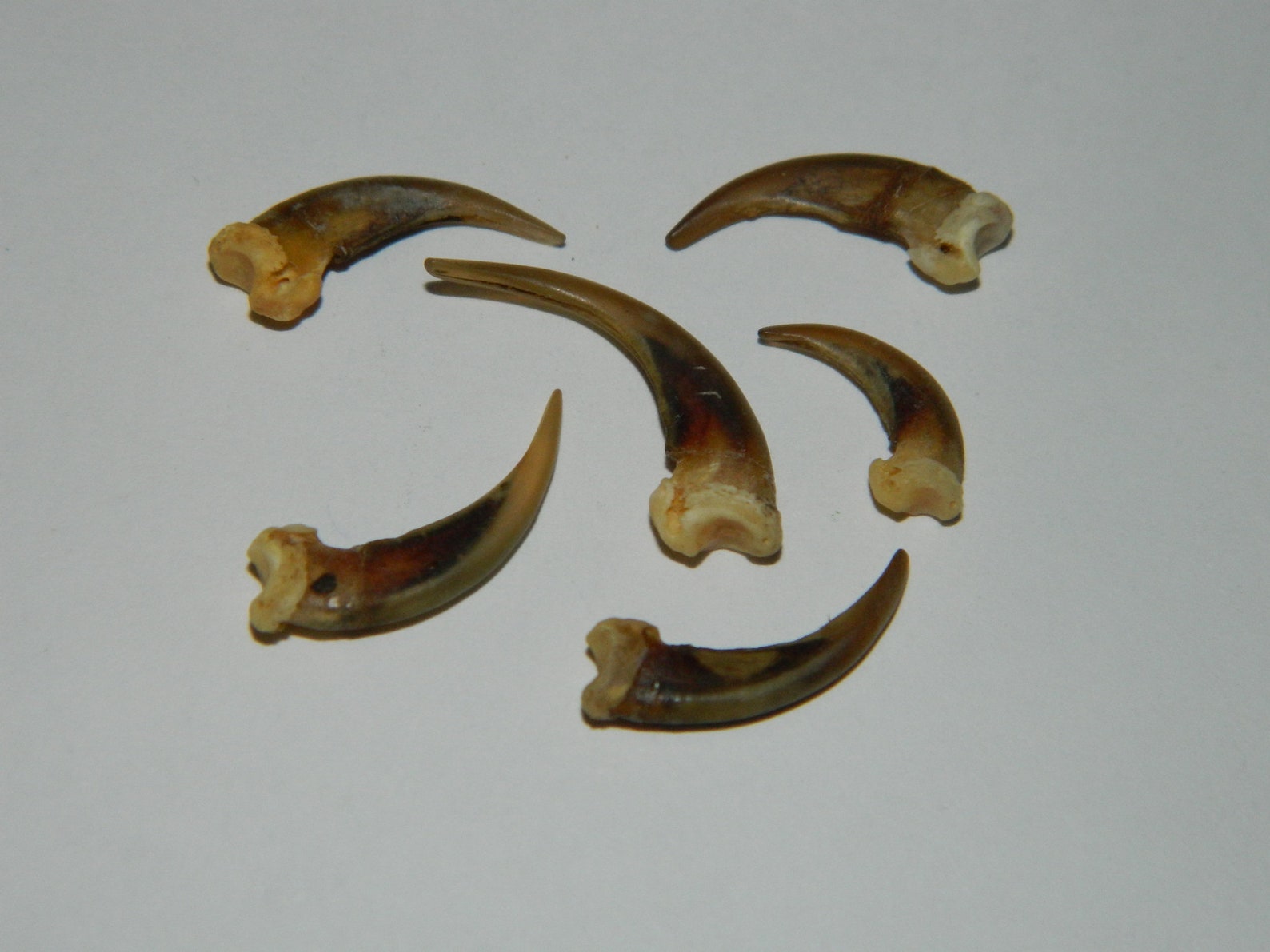 1 L/XL Skunk Claw Professionally Cleaned Skunk Claws | Etsy