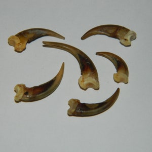 1 L/XL Skunk Claw Professionally Cleaned - Skunk Claws; Jewelry Making ...