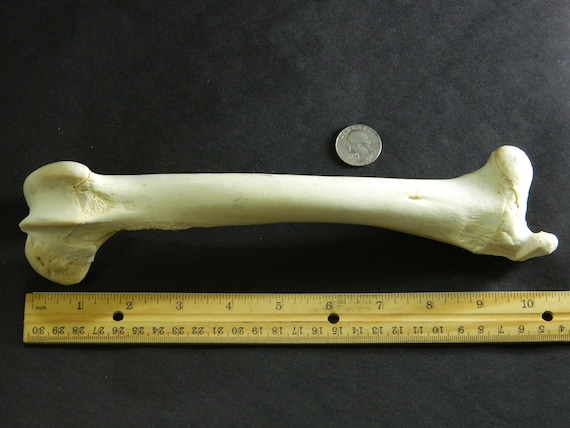 Deer Femur Vs Human Femur