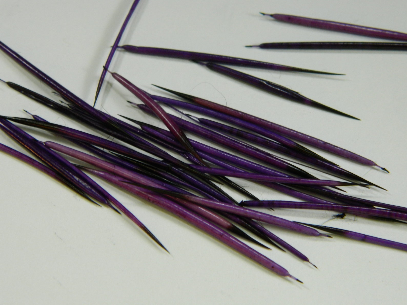 10/25 Purple Dyed North American Porcupine Quills Craft - Etsy