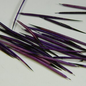10/25 Purple Dyed North American Porcupine Quills - Craft Sized Real ...