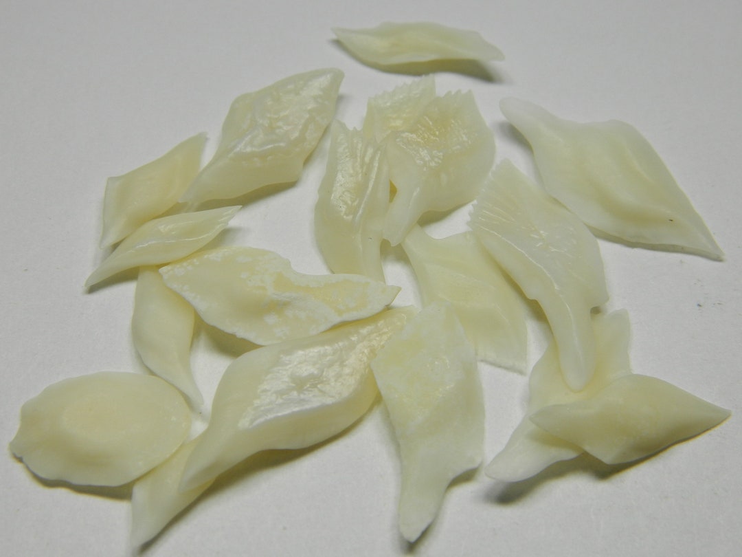 20 White (ivory Color) Alligator Gar Scales - Bony Crystalline Mineral ...