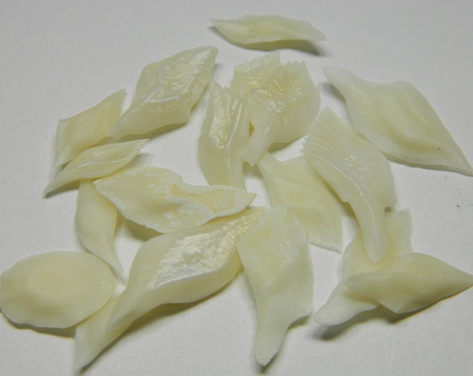 20 White ivory Color Alligator Gar Scales Bony Crystalline | Etsy