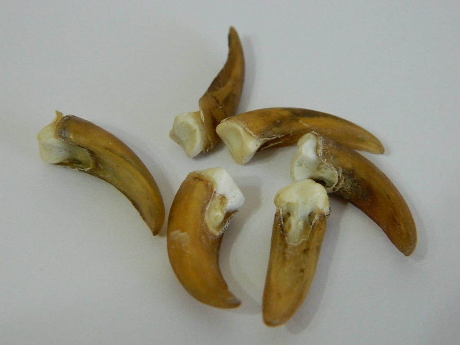 1 Large Alligator Snapping Turtle Claw Professionally Cleaned | Etsy