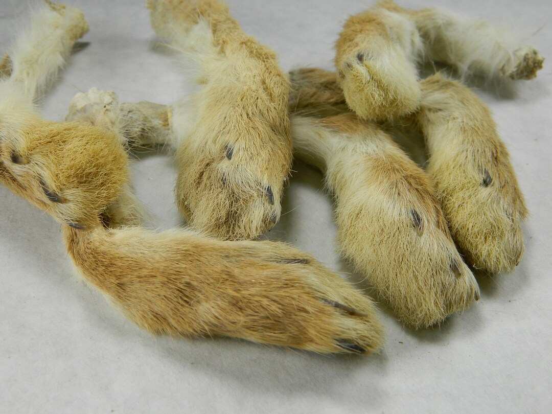 1 Lucky Real Rabbits Foot Taxidermy Midwest Rabbits Foot 100% Real ...