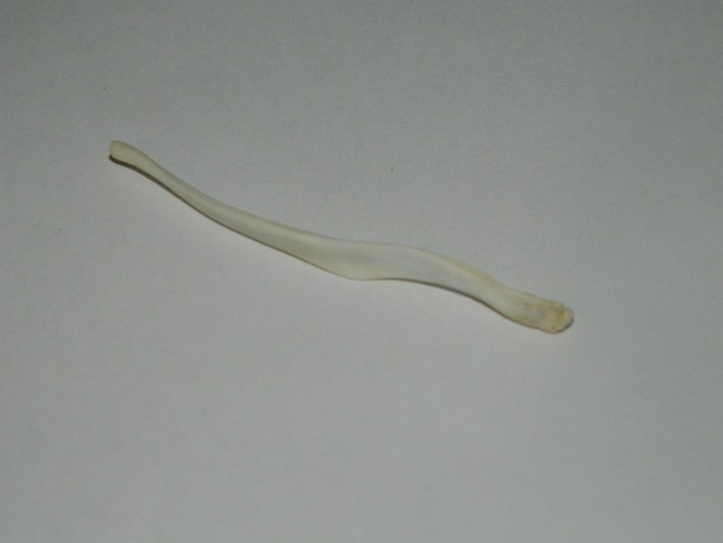 1 XL Gray Fox Baculum Penis Bone Authentic Grey Fox Baculum | Etsy