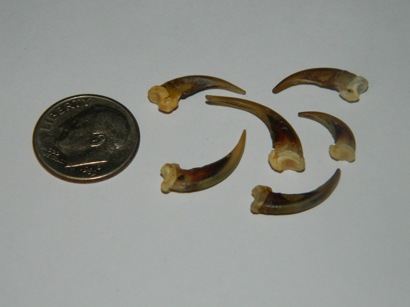 1 L/XL Skunk Claw Professionally Cleaned Skunk Claws | Etsy