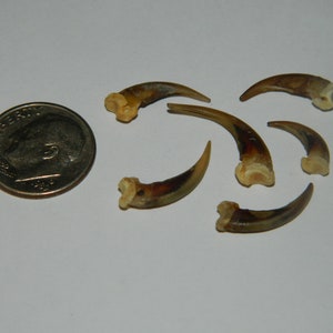1 L/XL Skunk Claw Professionally Cleaned - Skunk Claws; Jewelry Making ...
