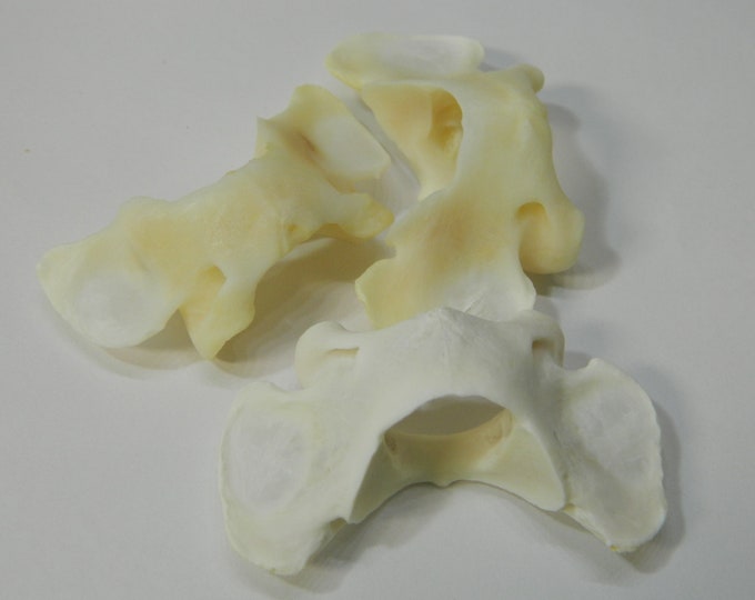 1 Bobcat Butterfly Atlas Vertebrata Bones Natural Authentic - Etsy