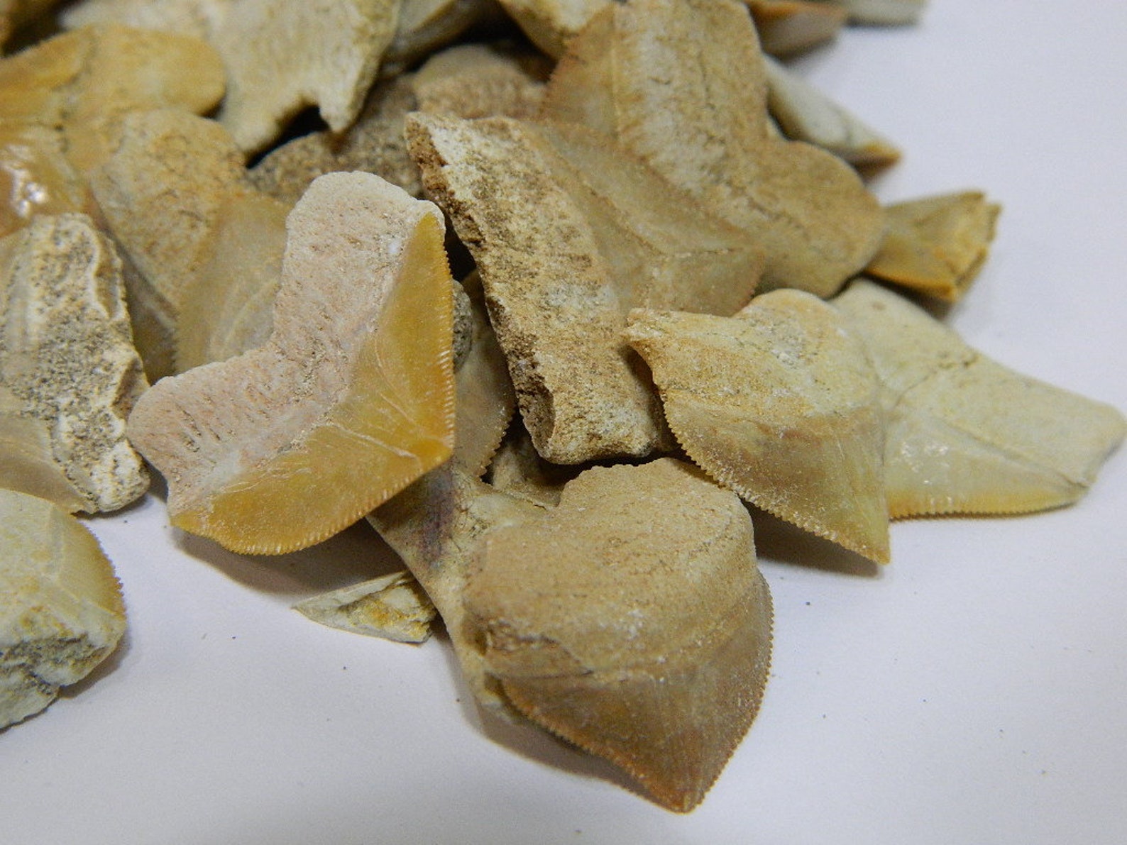 Ancient Fossilized Corax Shark Dinosaur Teeth Shark Teeth | Etsy