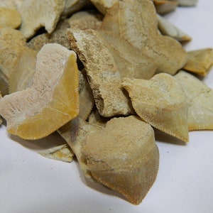 Ancient Fossilized Corax Shark Dinosaur Teeth - Shark Teeth Fossil ...