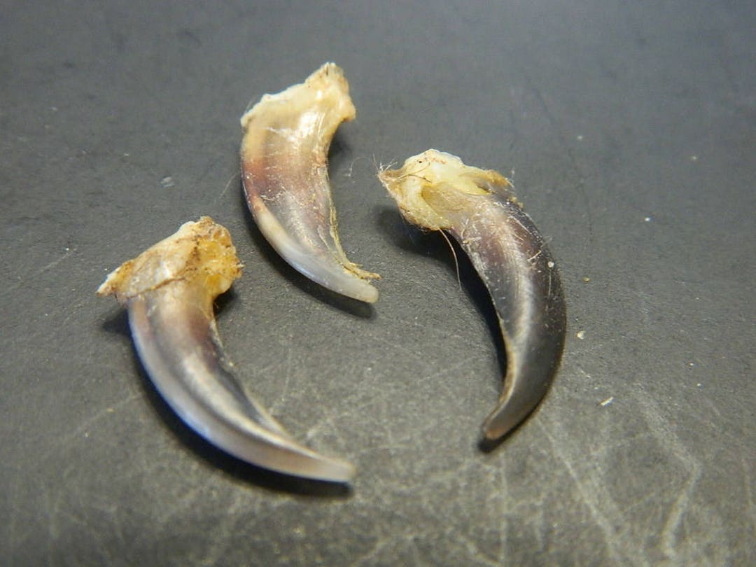 1 L/XL Red Fox Claw Taxidermist Professionally Cleaned - Red Fox Claws ...