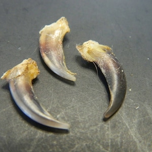 1 L/XL Red Fox Claw Taxidermist Professionally Cleaned - Red Fox Claws ...