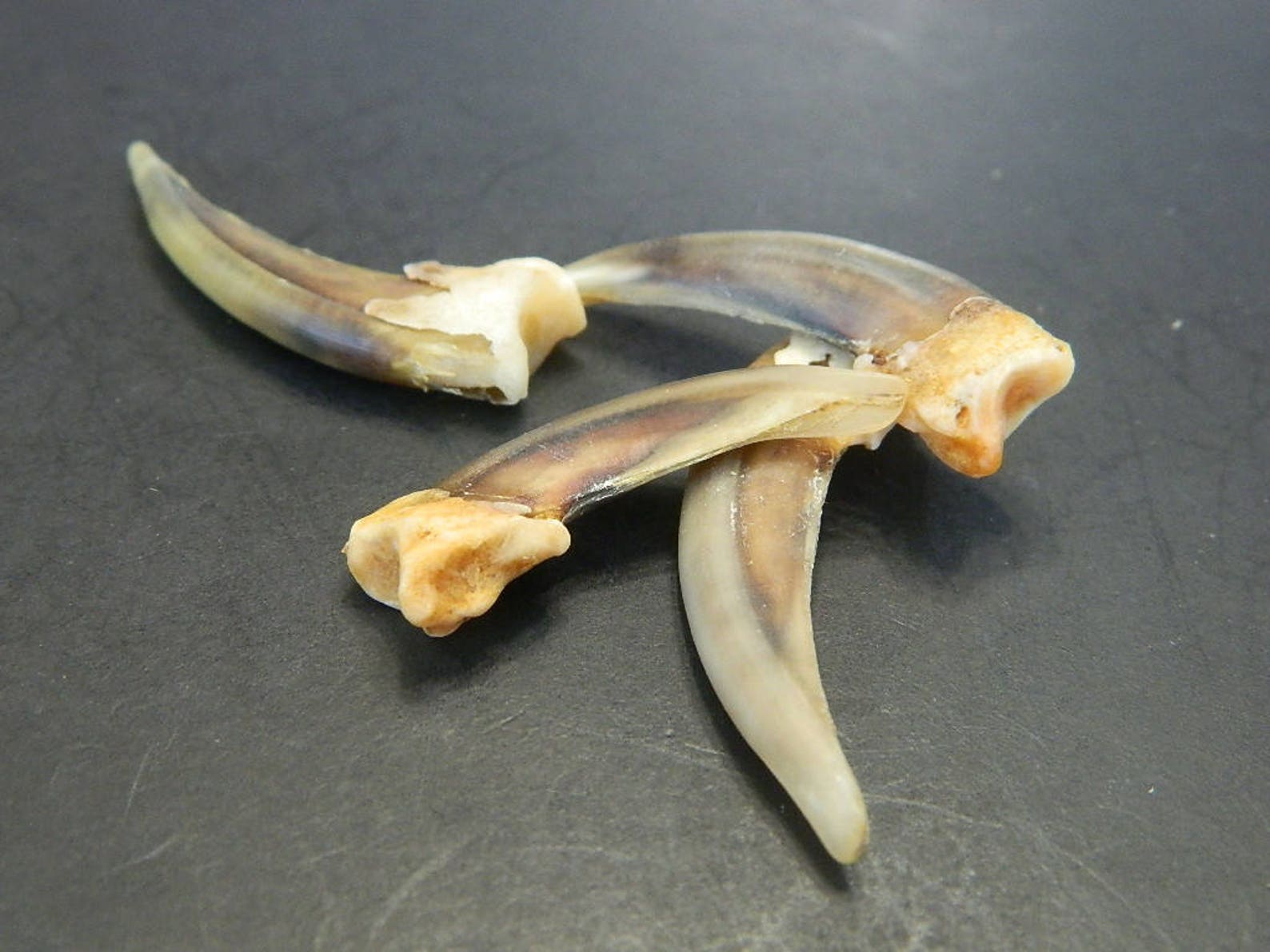 1 L/XL Badger Claw Taxidermist Professionally Cleaned Badger | Etsy