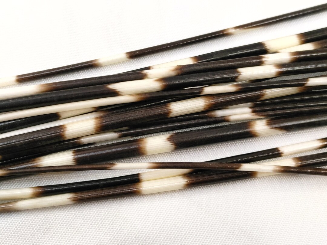 2/5 Medium African Porcupine Quills - Black & White Craft Sized Real ...