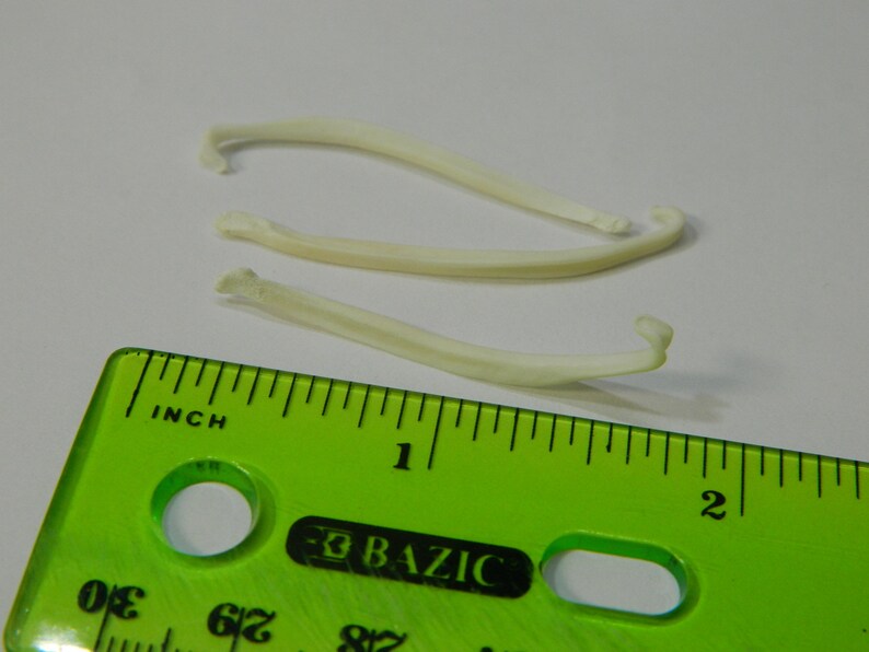 1 XL Mink Baculum Penis Bone Authentic American Mink Baculum - Etsy