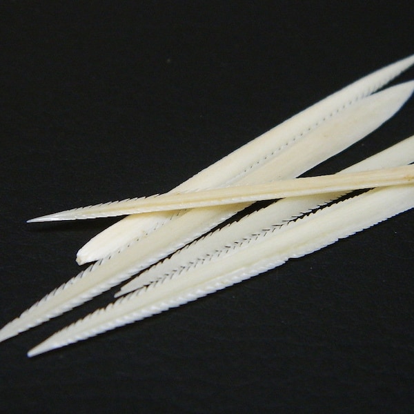 Real Stingray Barb - Etsy