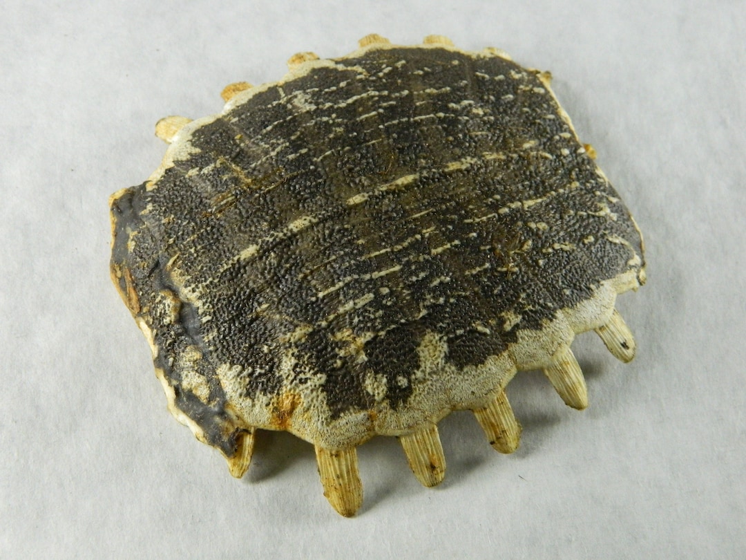 Real Turtle Shell Brown & Beige Taxidermy Turtle Shell Oddity Novelty ...