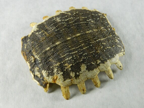 Real Turtle Shell Brown & Beige Taxidermy Turtle Shell - Etsy