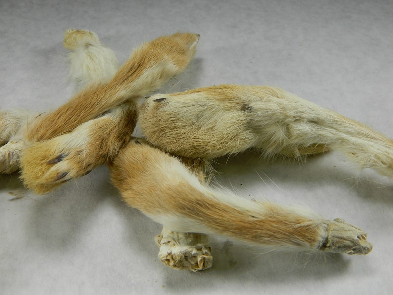 1 Lucky Real Rabbits Foot Taxidermy Midwest Rabbits Foot - Etsy