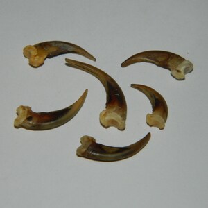 1 L/XL Skunk Claw Professionally Cleaned - Skunk Claws; Jewelry Making ...