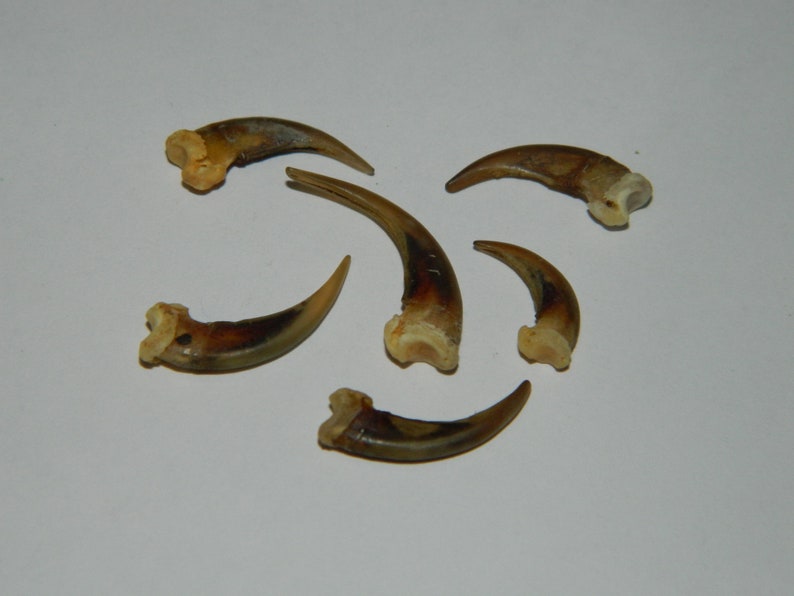 1 L/XL Skunk Claw Professionally Cleaned Skunk Claws - Etsy