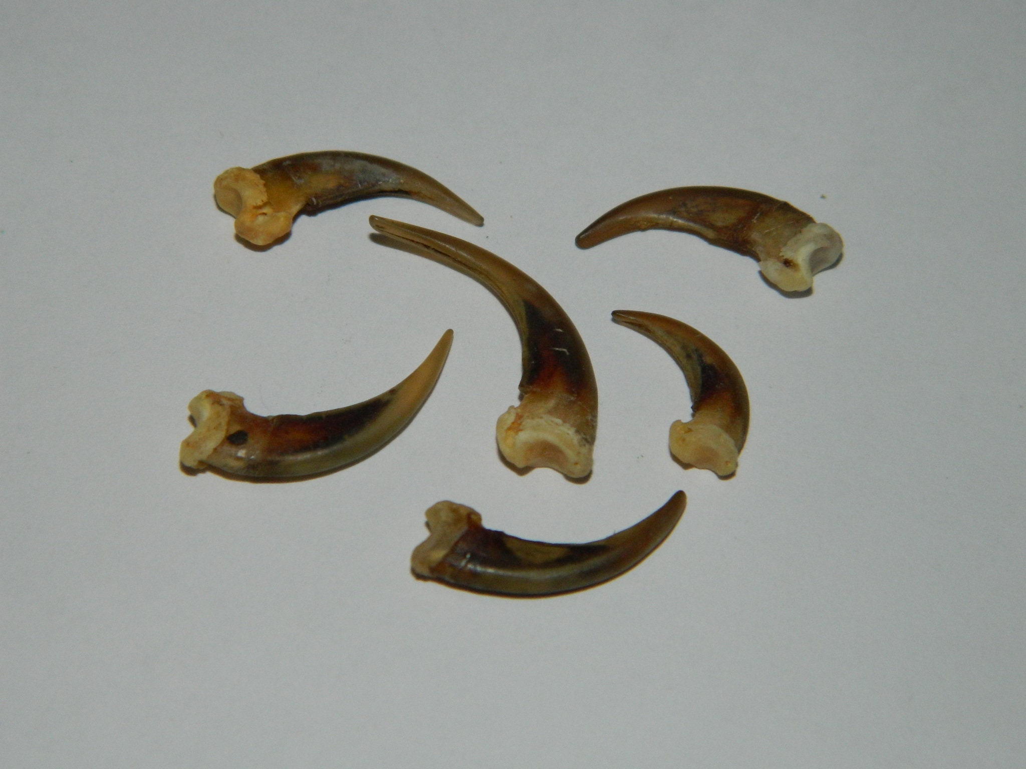 1 L/XL Skunk Claw Professionally Cleaned Skunk Claws | Etsy