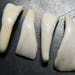 1 Large Water Buffalo Tooth Amulet - Authentic Water Buffalo Teeth ...
