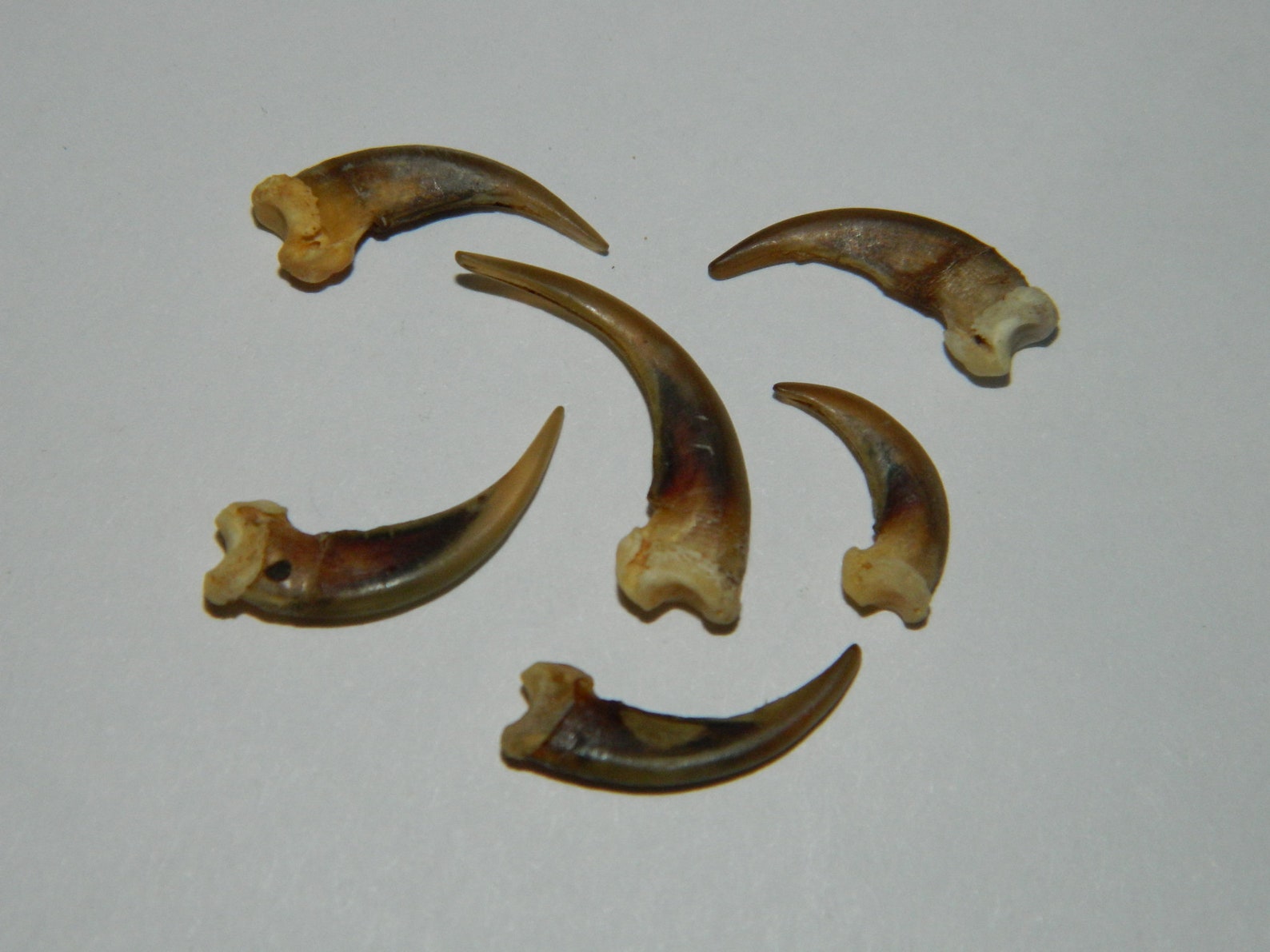 1 L/XL Skunk Claw Professionally Cleaned Skunk Claws | Etsy