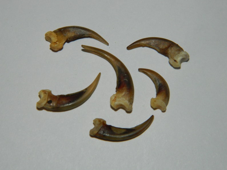 1 L/XL Skunk Claw Professionally Cleaned Skunk Claws | Etsy