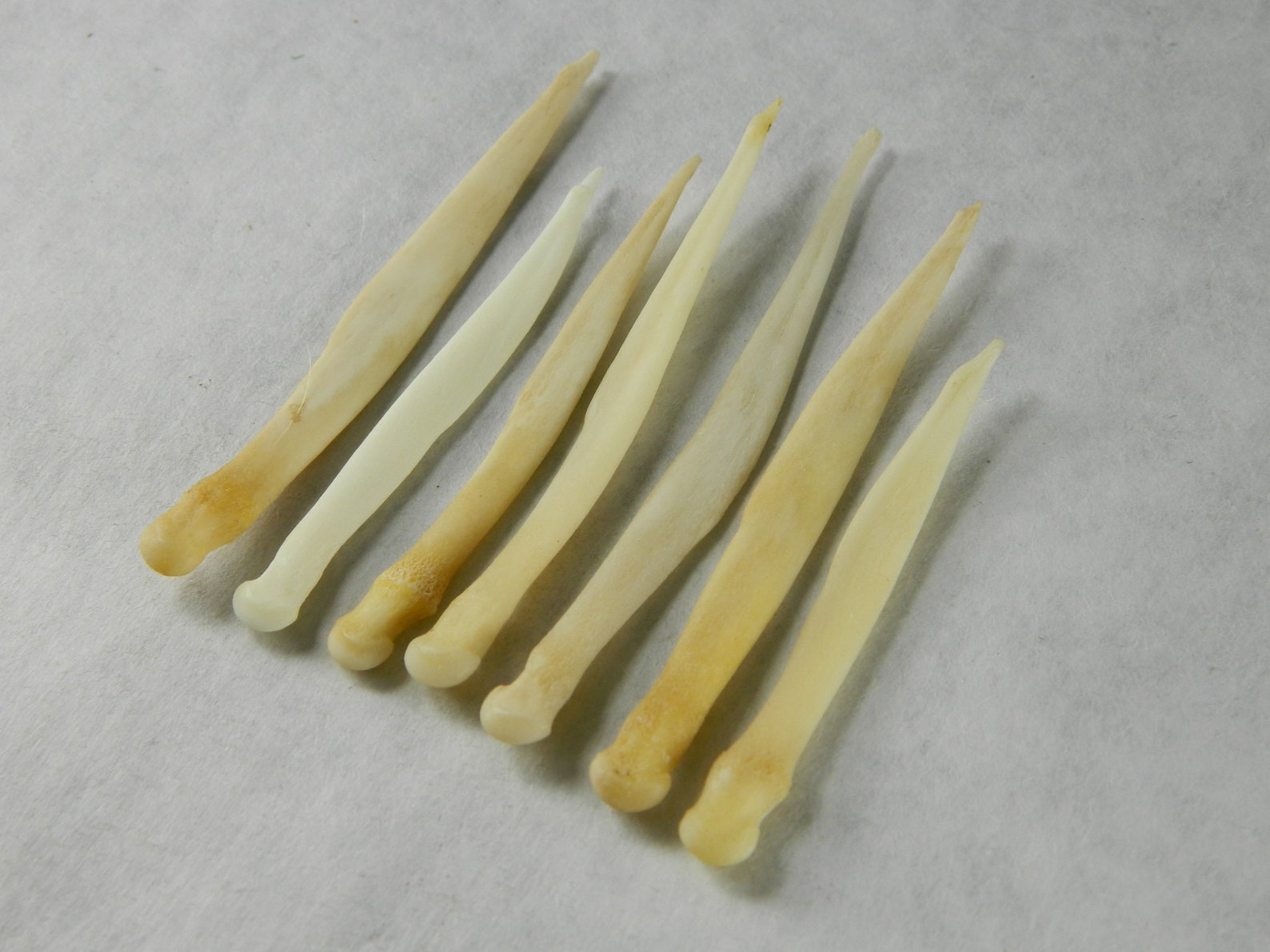 White Tail Deer Hock Bone Authentic American White Tail Deer - Etsy