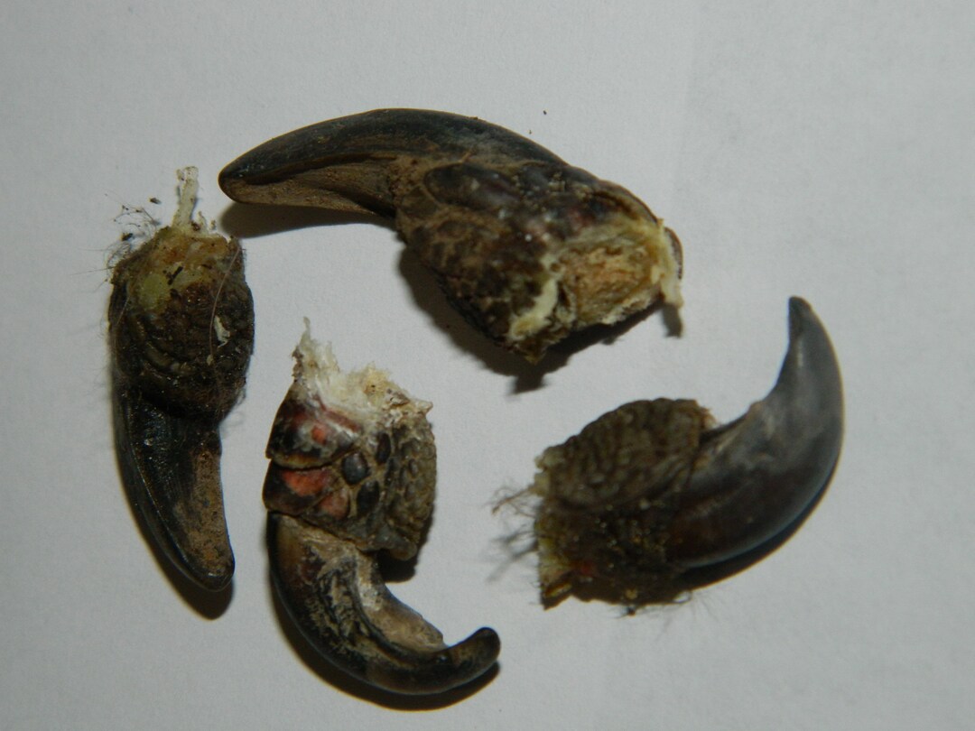 1 L/XL Male Wild Turkey Claw Professionally Cleaned - All Natural Wild ...