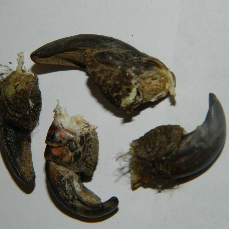 Turkey Charms - Etsy