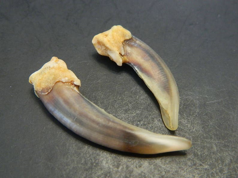 1 L/XL Badger Claw Taxidermist Professionally Cleaned Badger - Etsy Sweden