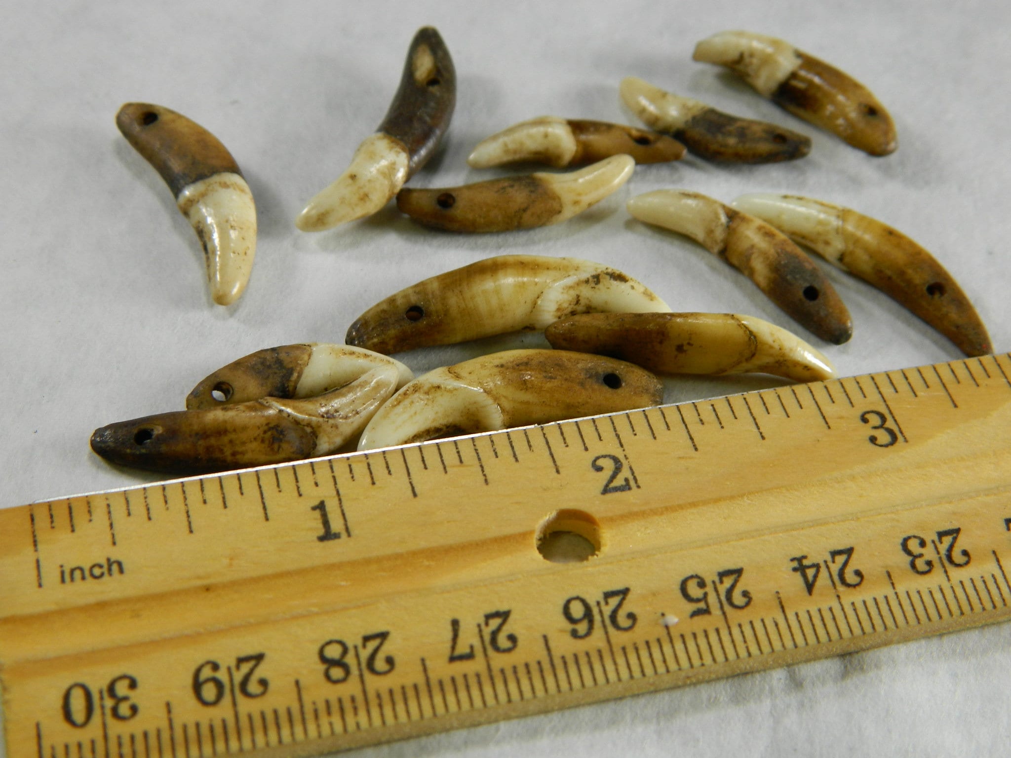 Chirich Western Coyote Tooth Amulet Stained Authentic Coyote - Etsy