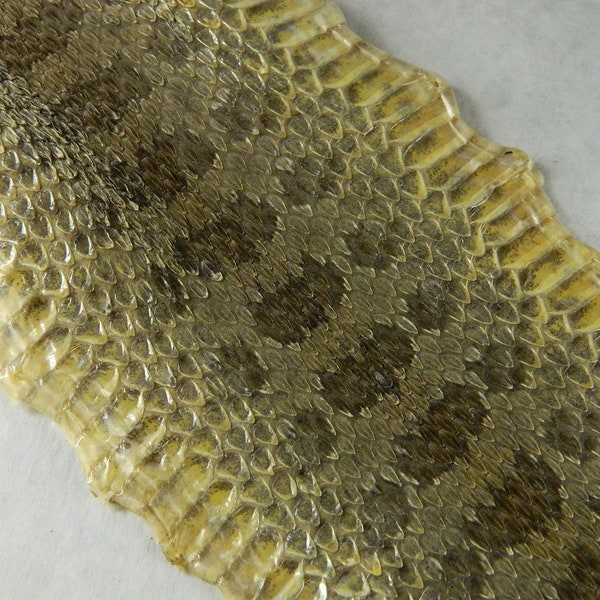 Rattlesnake Skin - Etsy