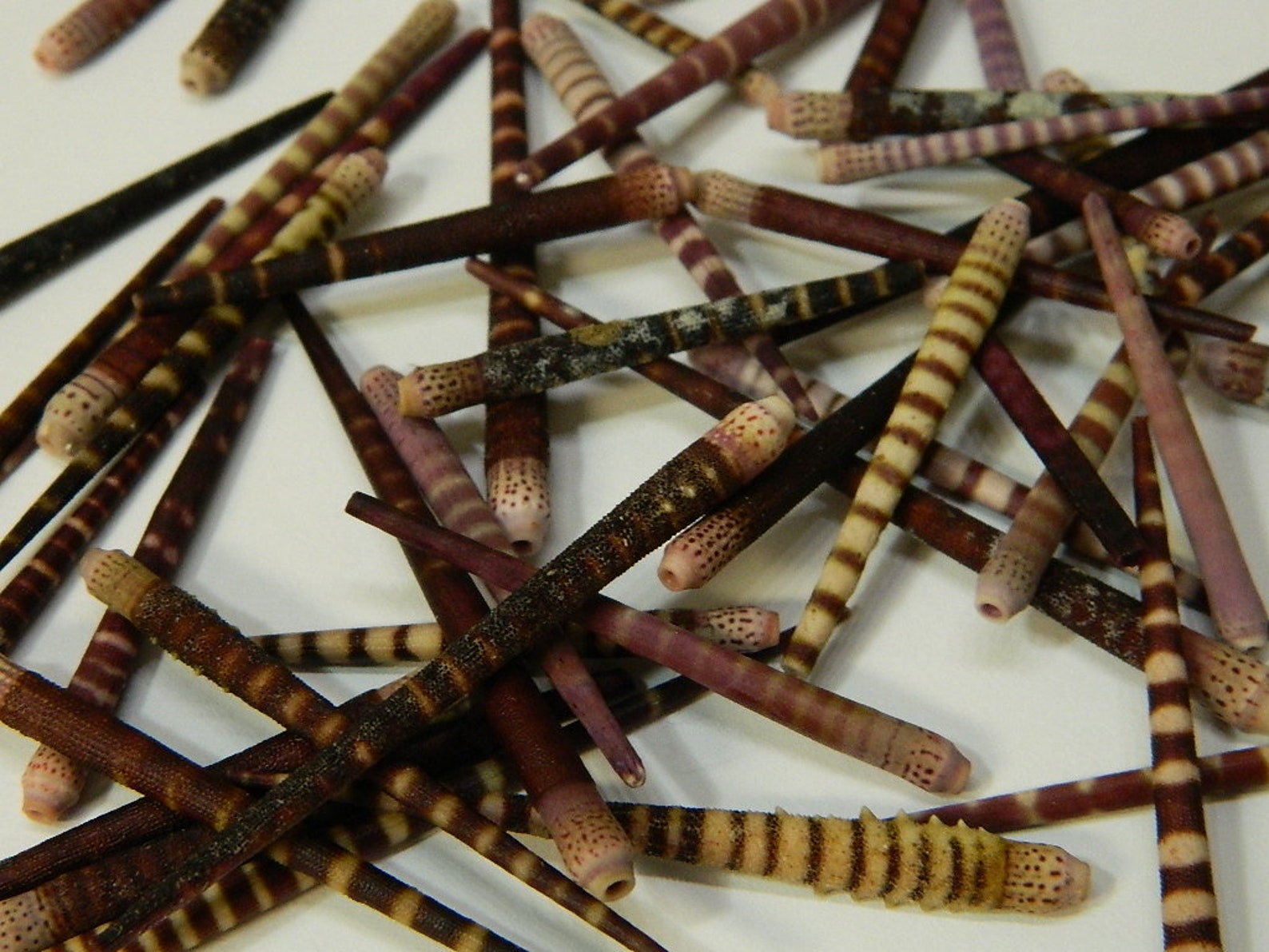 10 Tiger Urchin Spines Jewelry Pendants Craft or | Etsy