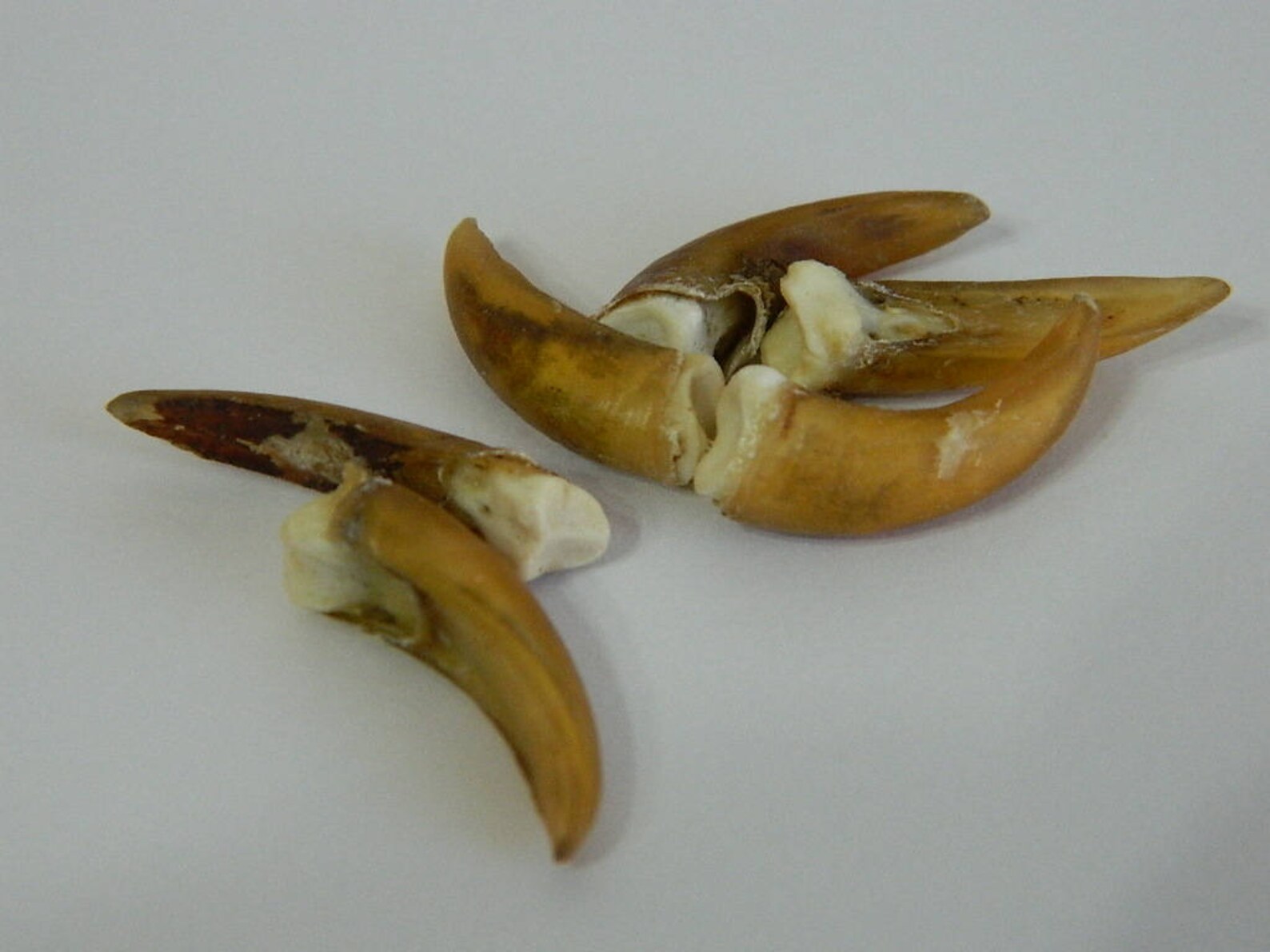 1 Large Alligator Snapping Turtle Claw Professionally Cleaned | Etsy