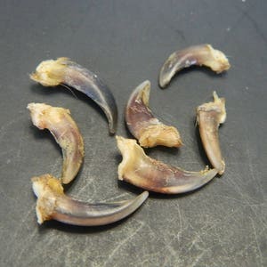 1 L/XL Red Fox Claw Taxidermist Professionally Cleaned - Red Fox Claws ...