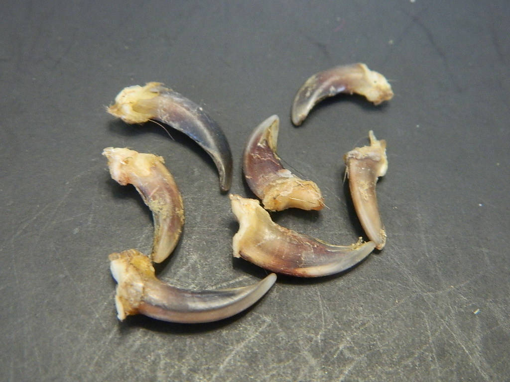 1 L/XL Red Fox Claw Taxidermist Professionally Cleaned Red - Etsy