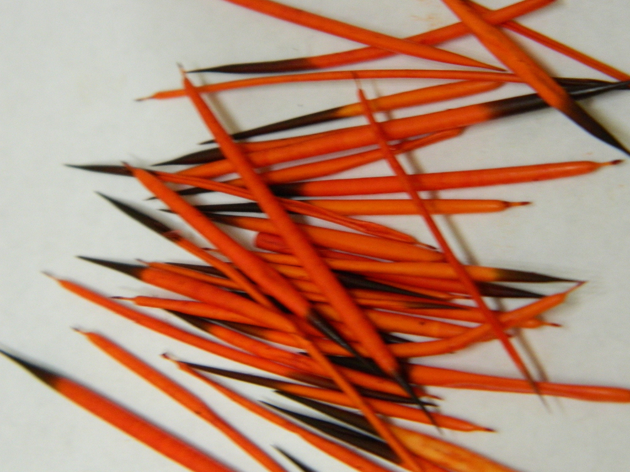 10/25 Red-orange Dyed North American Porcupine Quills craft - Etsy