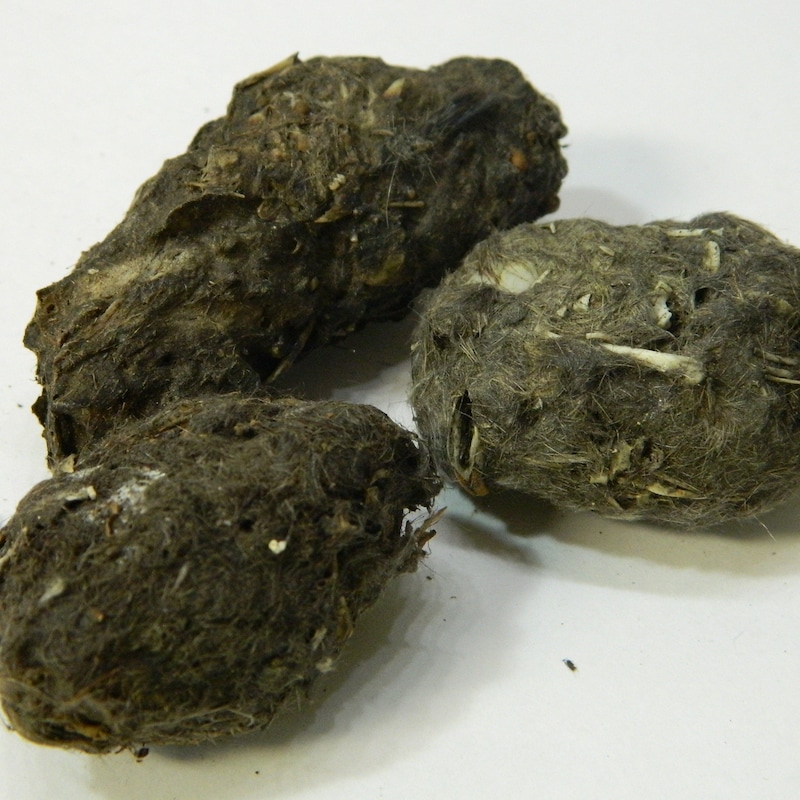 Real Poop - Etsy