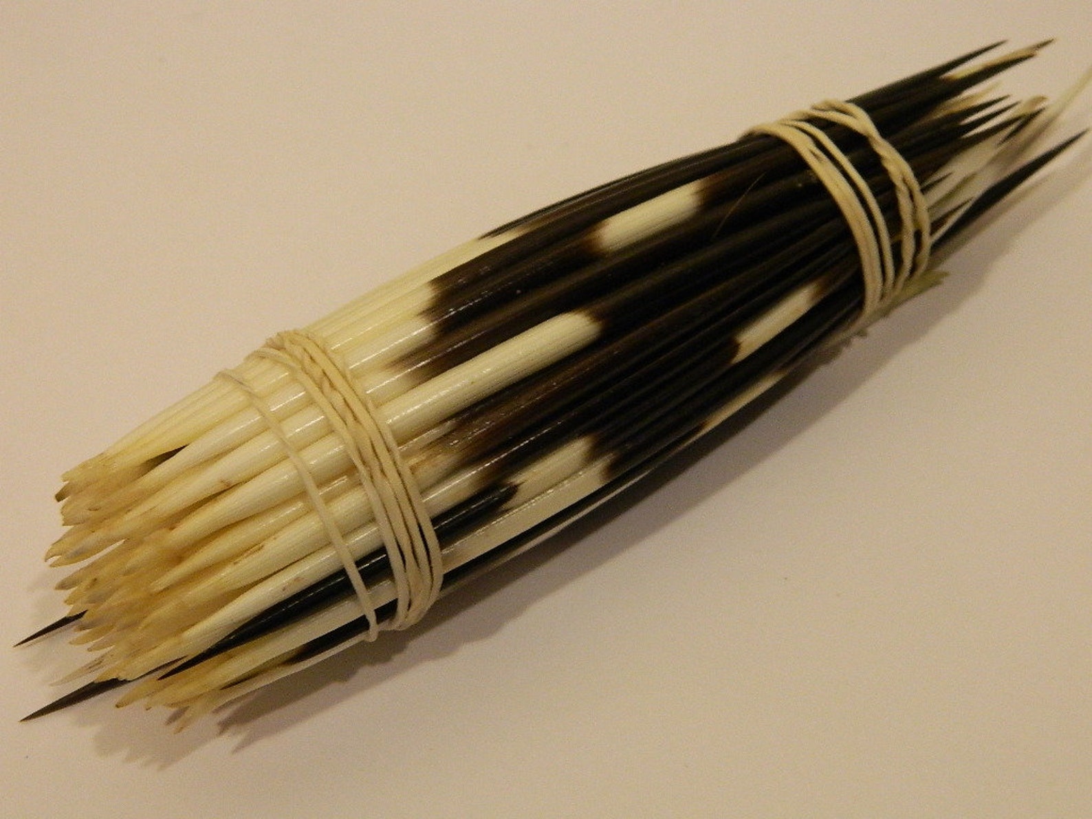 2/5 Small African Porcupine Quills Black & White Craft Sized - Etsy